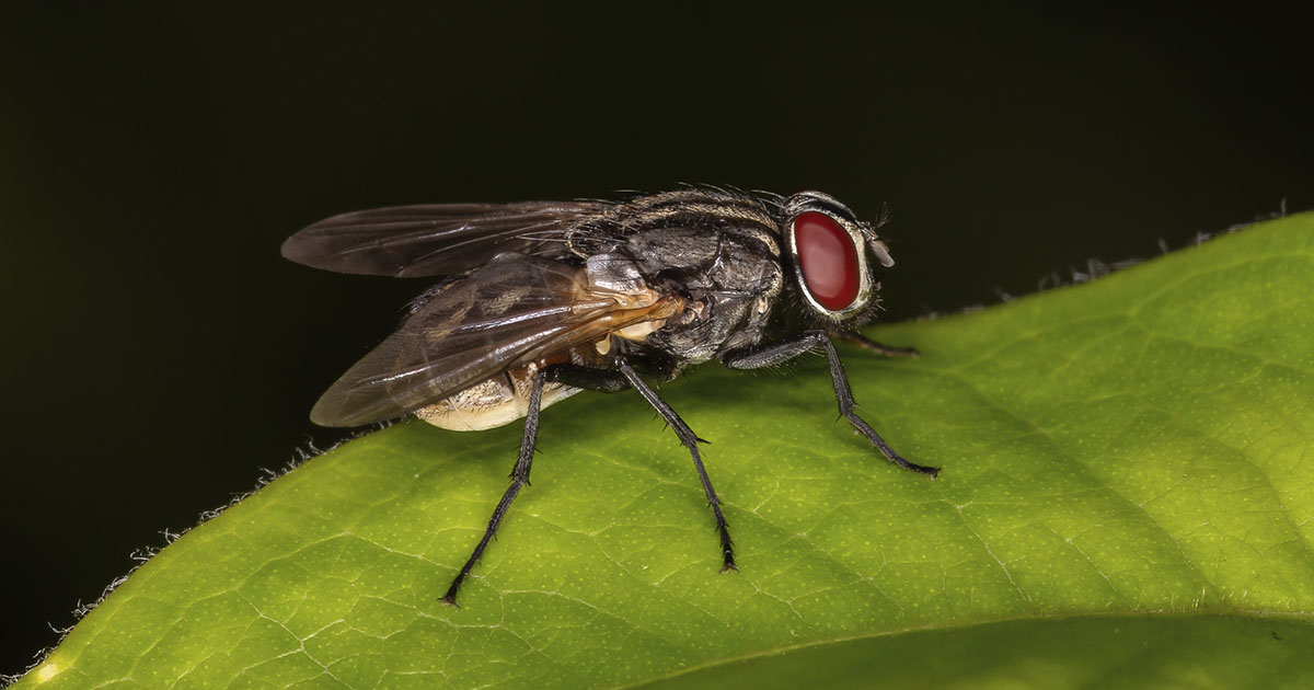 Las Moscas - Fumi Express